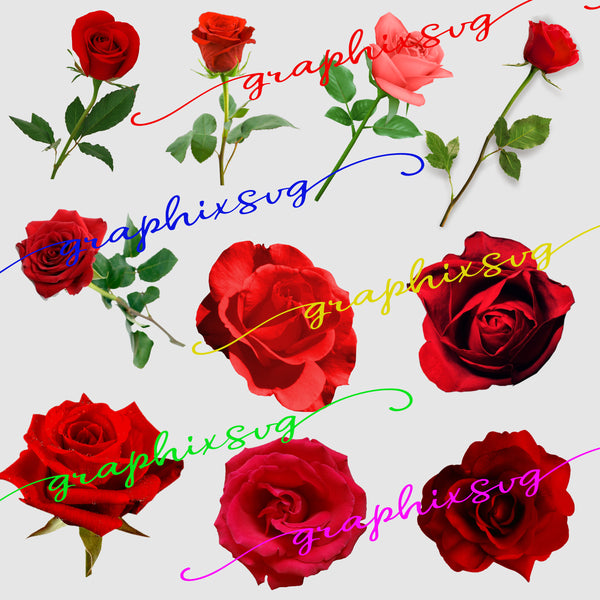 Red Rose, Rosebud, Rose Clipart, Rose illustrations - all seperated PN ...